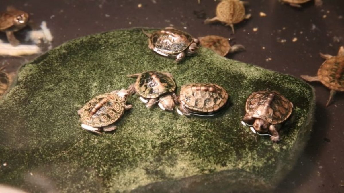 Improvisan una herramienta casera y salvan a más de 800 tortugas bebés ...