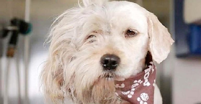 Categoría: Perros - Zoorprendente