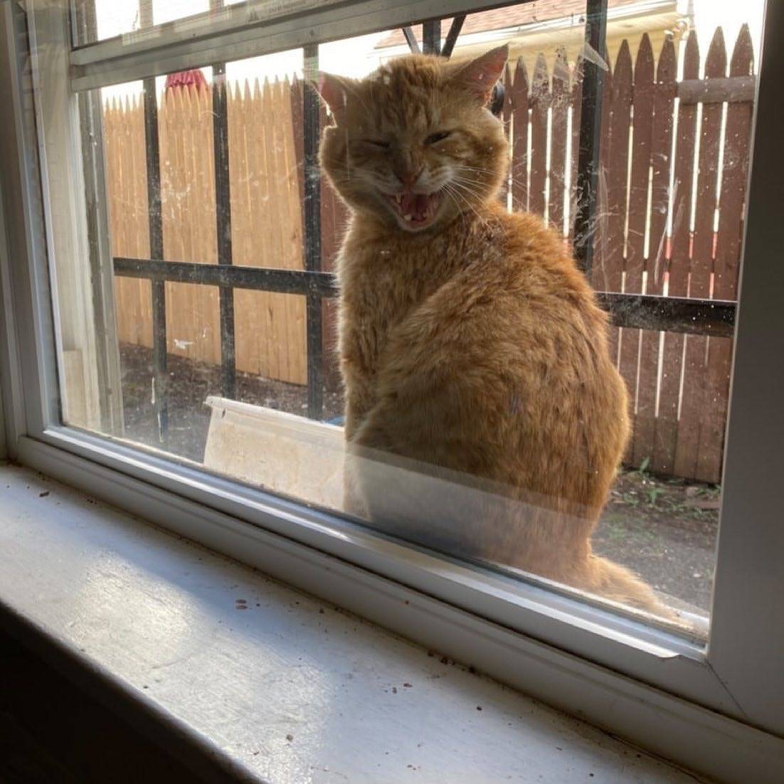 Ayudan al gato herido que siempre se posaba en su ventana suplicando ...