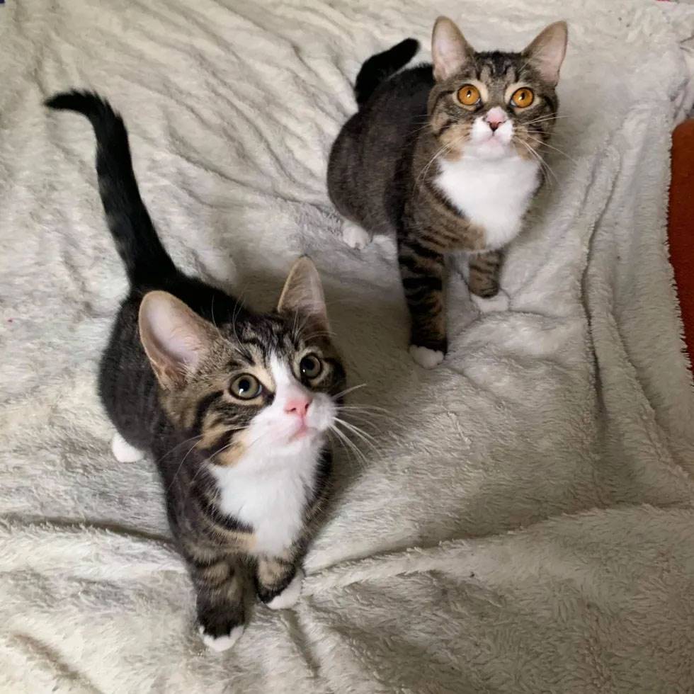 Madre gata se reencuentra con su bebé por el que tanto lloró y suplica ...