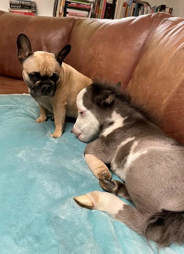 El poni más pequeño del mundo sufre tras ser rechazado por su mami pero ...