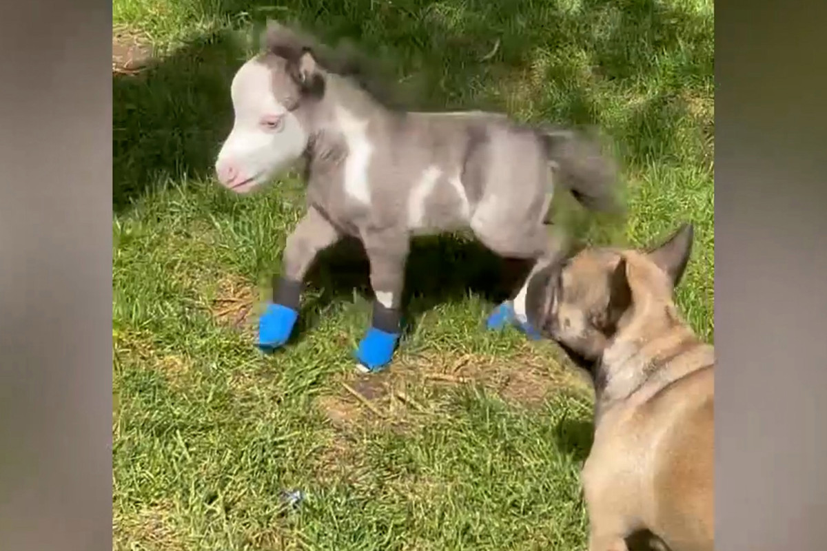 El poni más pequeño del mundo sufre tras ser rechazado por su mami pero ...