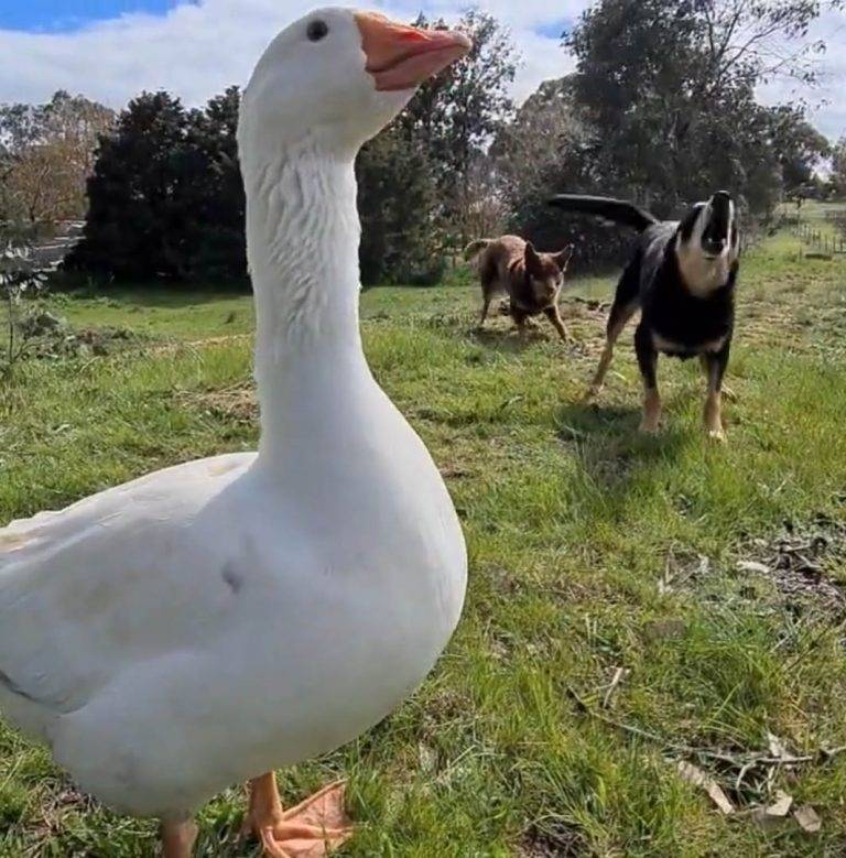Ganso y perro tienen una hilarante conversación emocionando a todos los ...