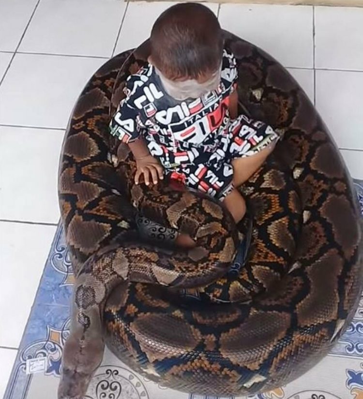 "No está asustado" – Un niño de 3 años juega relajado con una enorme ...