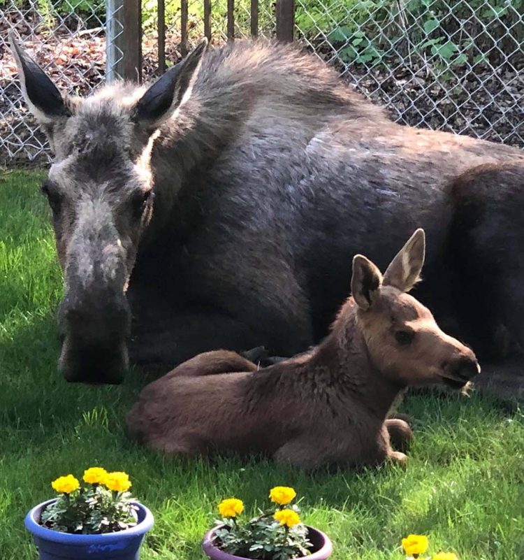 Mamá alce y sus bebés se instalan cómodamente en el patio de una ...