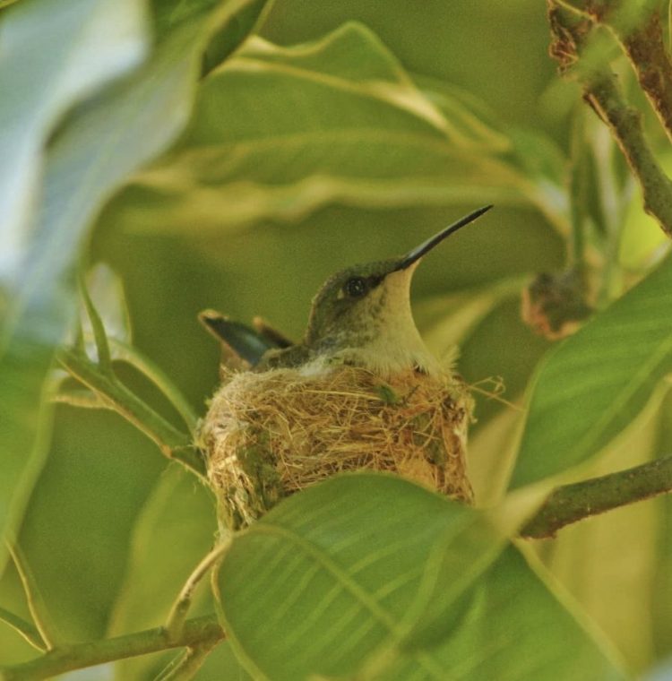 Mamá colibrí construye un perfecto nido con techo para proteger a sus ...