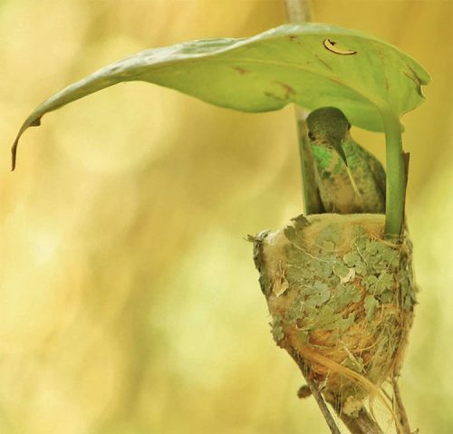 Mamá colibrí construye un perfecto nido con techo para proteger a sus ...