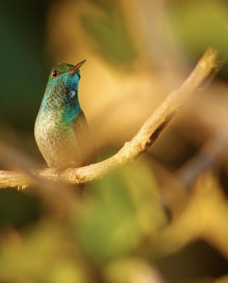 Mamá colibrí construye un perfecto nido con techo para proteger a sus ...