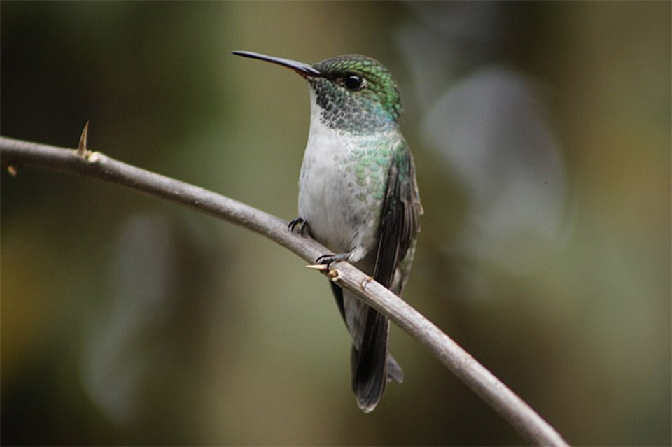 Mamá colibrí construye un perfecto nido con techo para proteger a sus ...