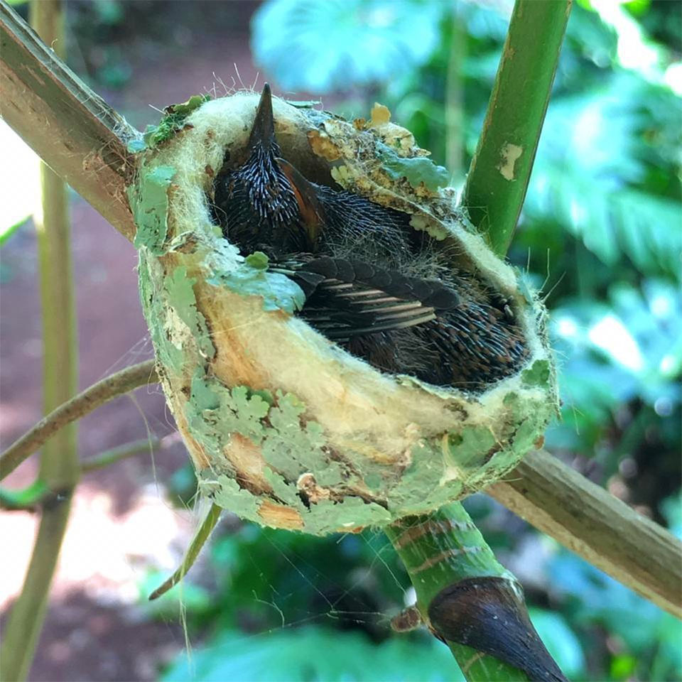 Mamá colibrí construye un perfecto nido con techo para proteger a sus ...