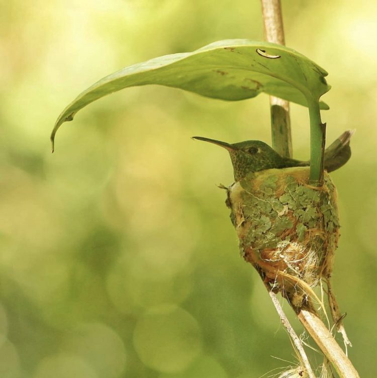 Mamá colibrí construye un perfecto nido con techo para proteger a sus ...