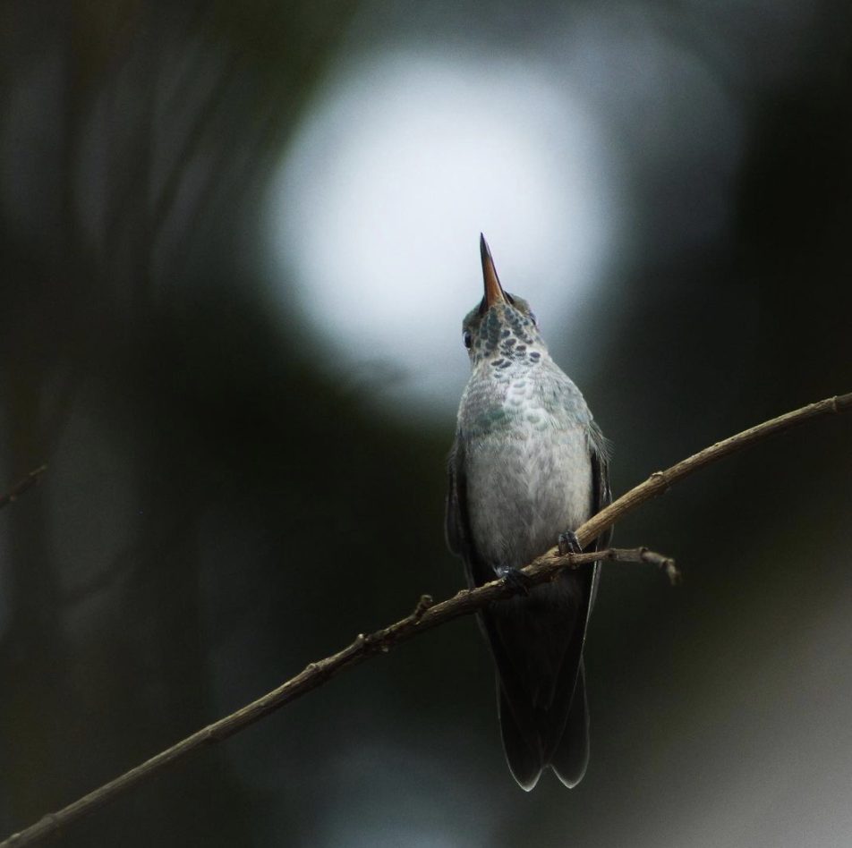 Mamá colibrí construye un perfecto nido con techo para proteger a sus ...
