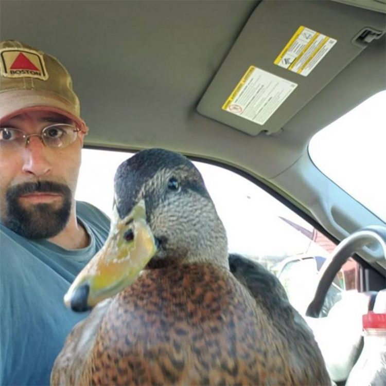 Patito rescatado cuando era solo un bebé sigue regresando a los brazos ...