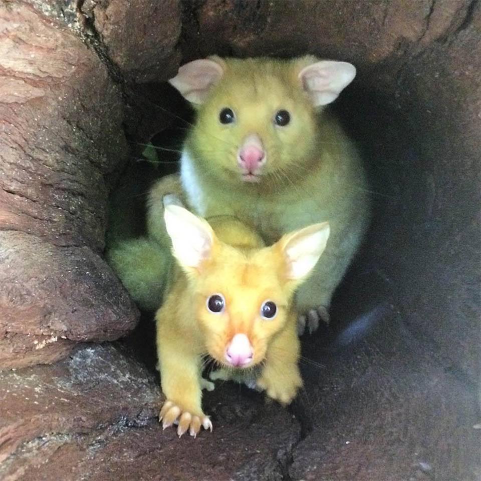Rescatan una rara zarigüeya bebé dorada que parece un "Pikachu" de la ...