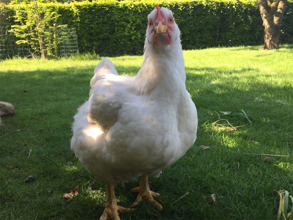 Valiente gallina escapa de la granja donde sería sacrificada y conoce ...