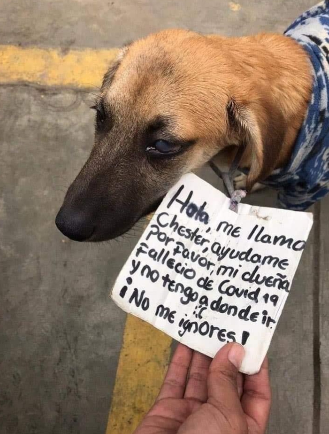 Perrito transita con un cartel pidiendo ayuda – "Ayúdame por favor, mi ...