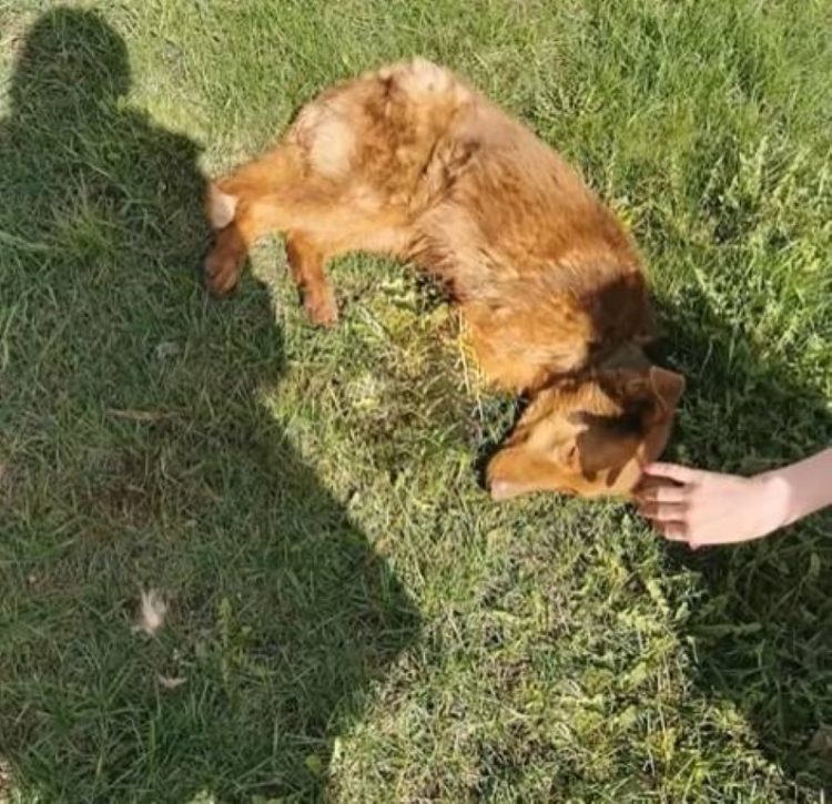 Perrito sin patas delanteras llora al sentir que es amado y cuidado por ...