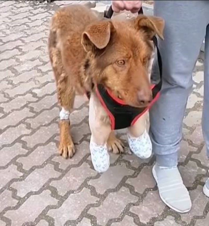 Perrito sin patas delanteras llora al sentir que es amado y cuidado por ...