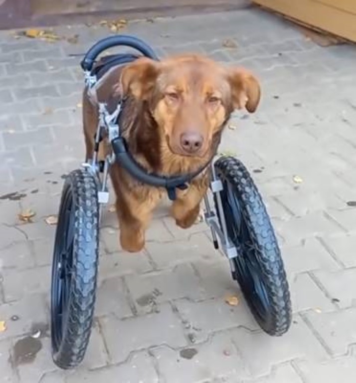 Perrito sin patas delanteras llora al sentir que es amado y cuidado por ...
