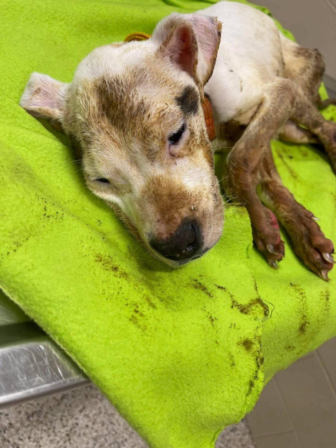 El perrito rescatado a punto de morir en una jaula se recupera ...