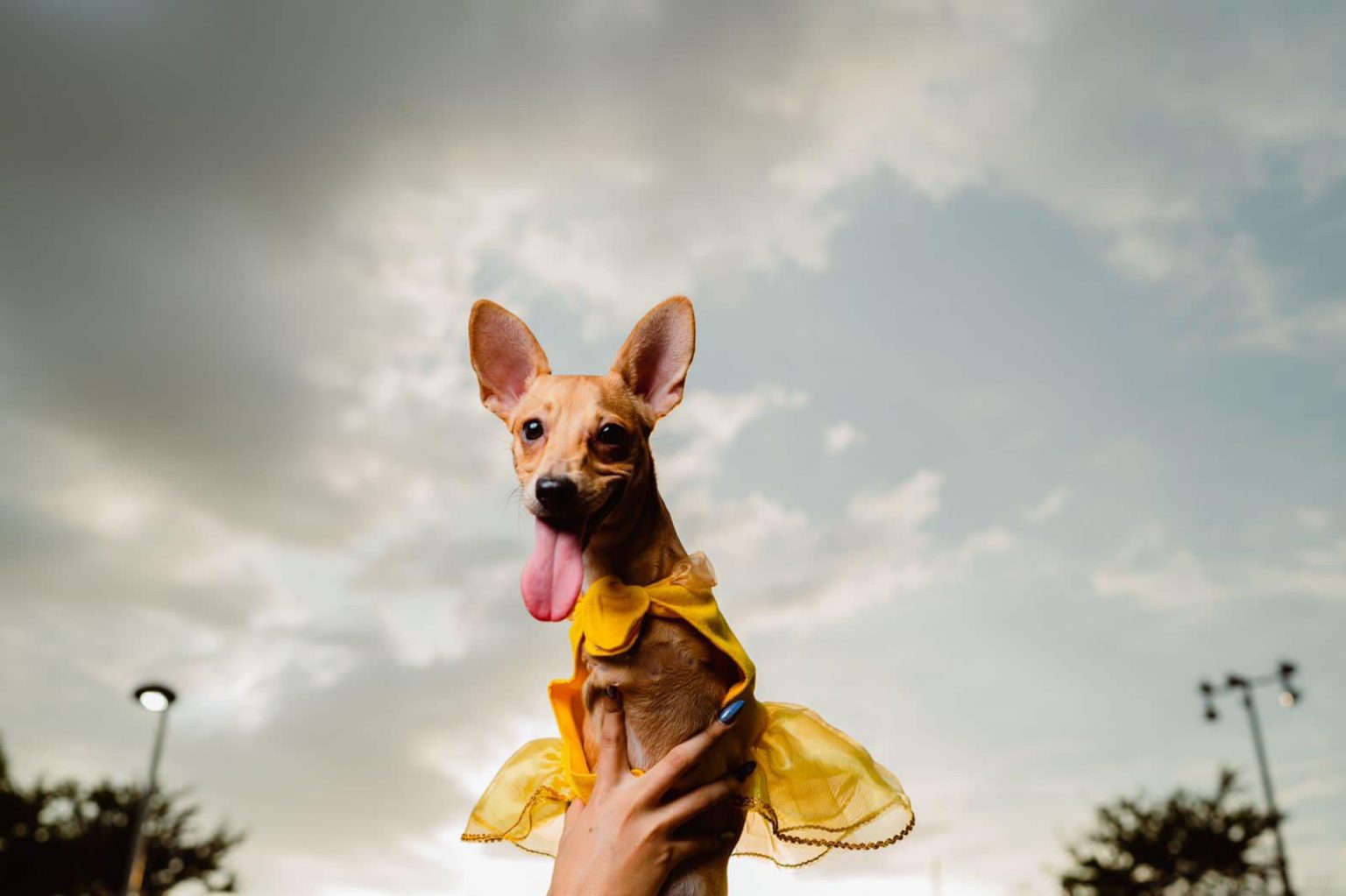 Ayudan a la adorable perrita sin patas que fue dejada en una caja de ...