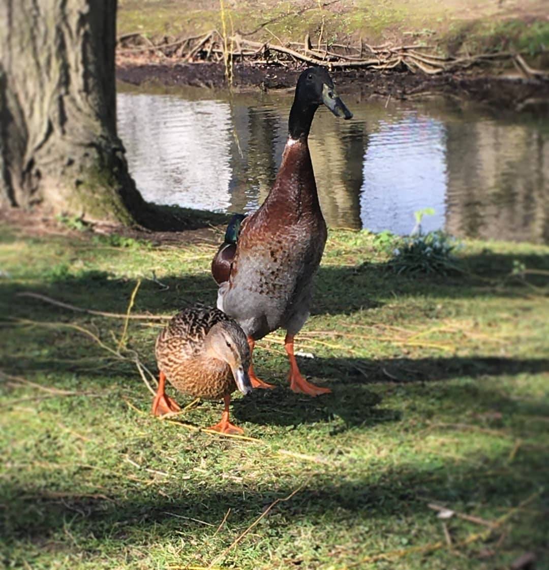Pato es tan alto que a las personas les cuesta creer que es real ...
