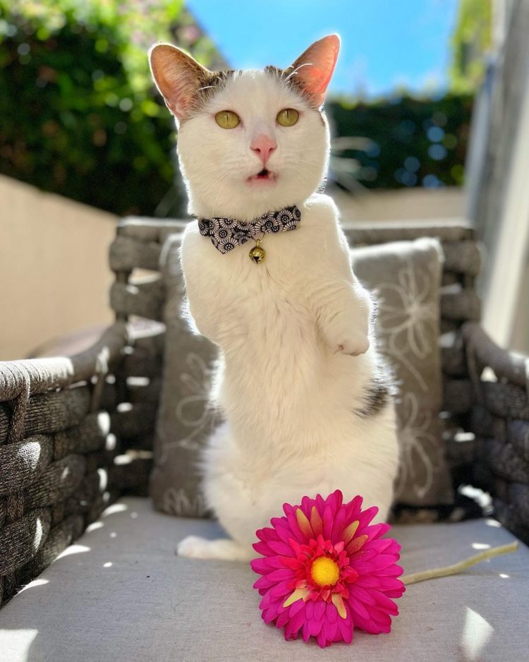 El gato callejero al que le falta parte de sus patas delanteras por fin ...