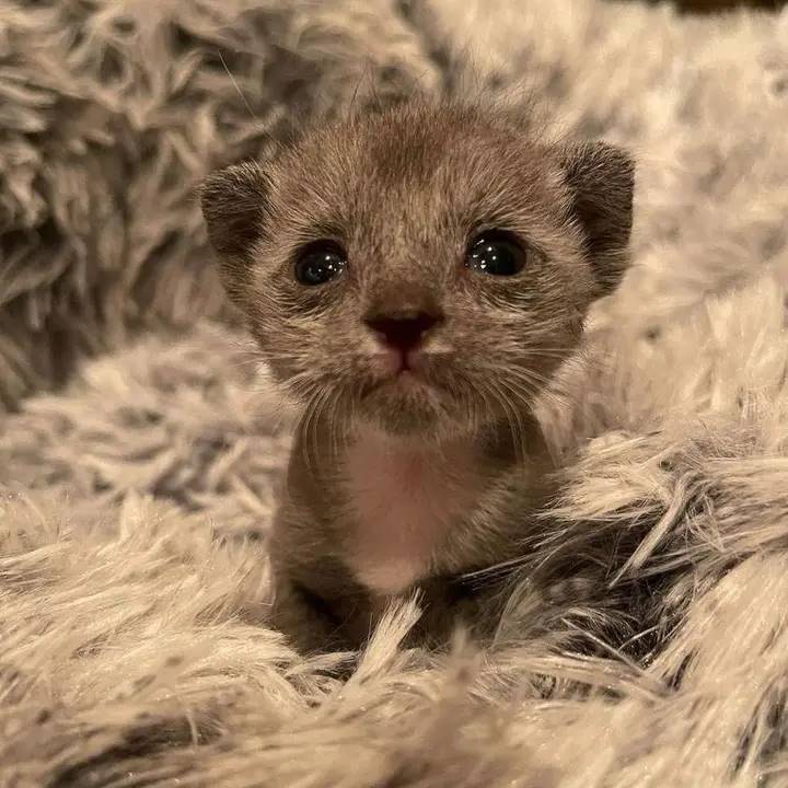 Minino prematuro se convierte en un majestuoso gato fuerte y esponjoso ...