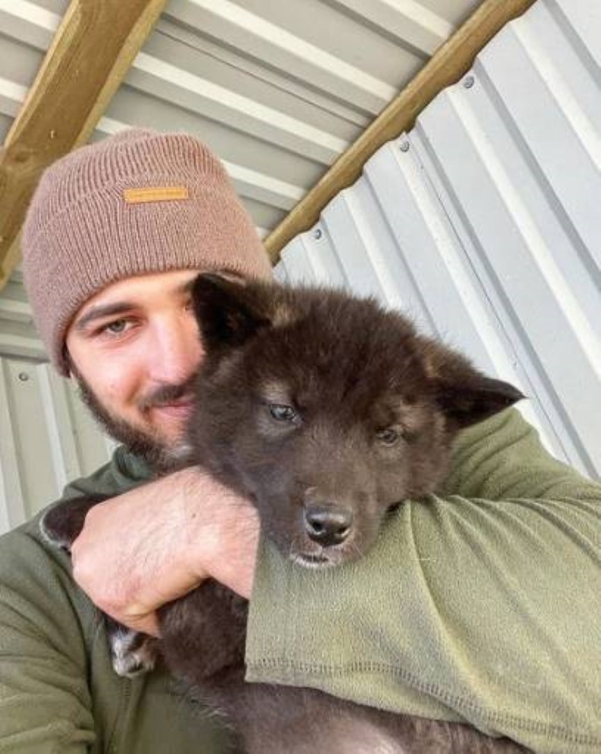 Hombre que vive con el lobo más grande del mundo juega con él como si ...