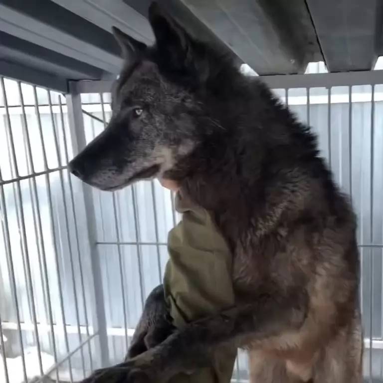 Hombre que vive con el lobo más grande del mundo juega con él como si ...