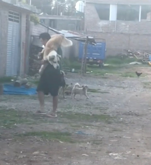 Lo graban cargando a su enorme perro en la espalda para que ningún otro ...