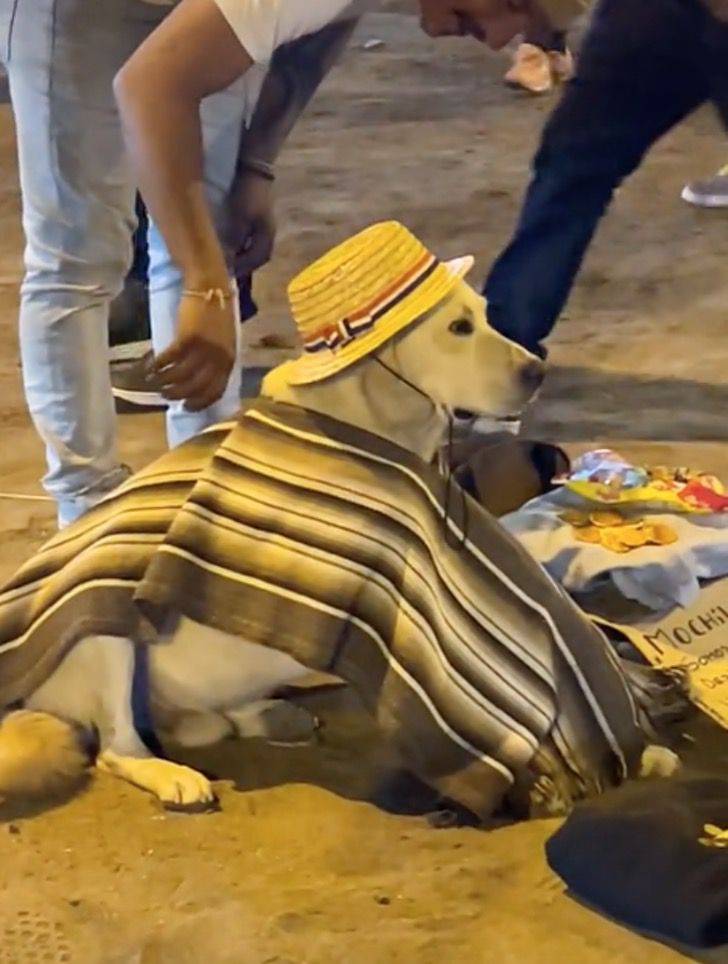 Perrito con traje festivo acompaña a sus dueños a vender dulces en las ...