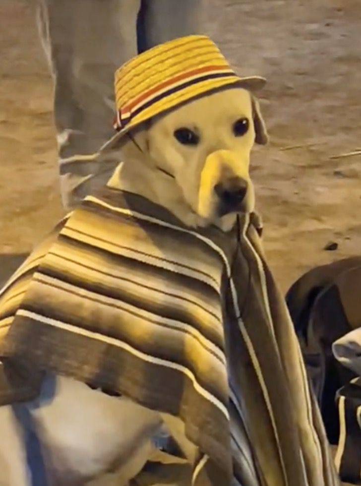 Perrito con traje festivo acompaña a sus dueños a vender dulces en las ...