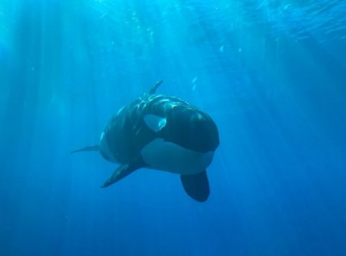 La triste historia de Kiska, "la orca más solitaria del mundo ...
